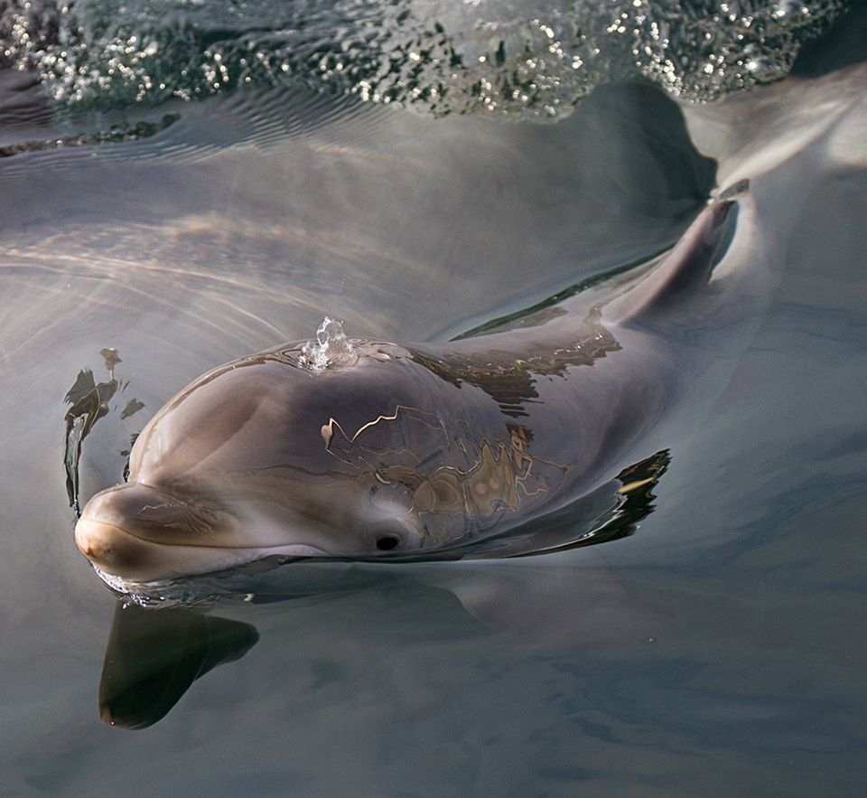 Bijzondere bevalling babydolfijn: hoofd komt eerst - Dolfinarium - Het ...