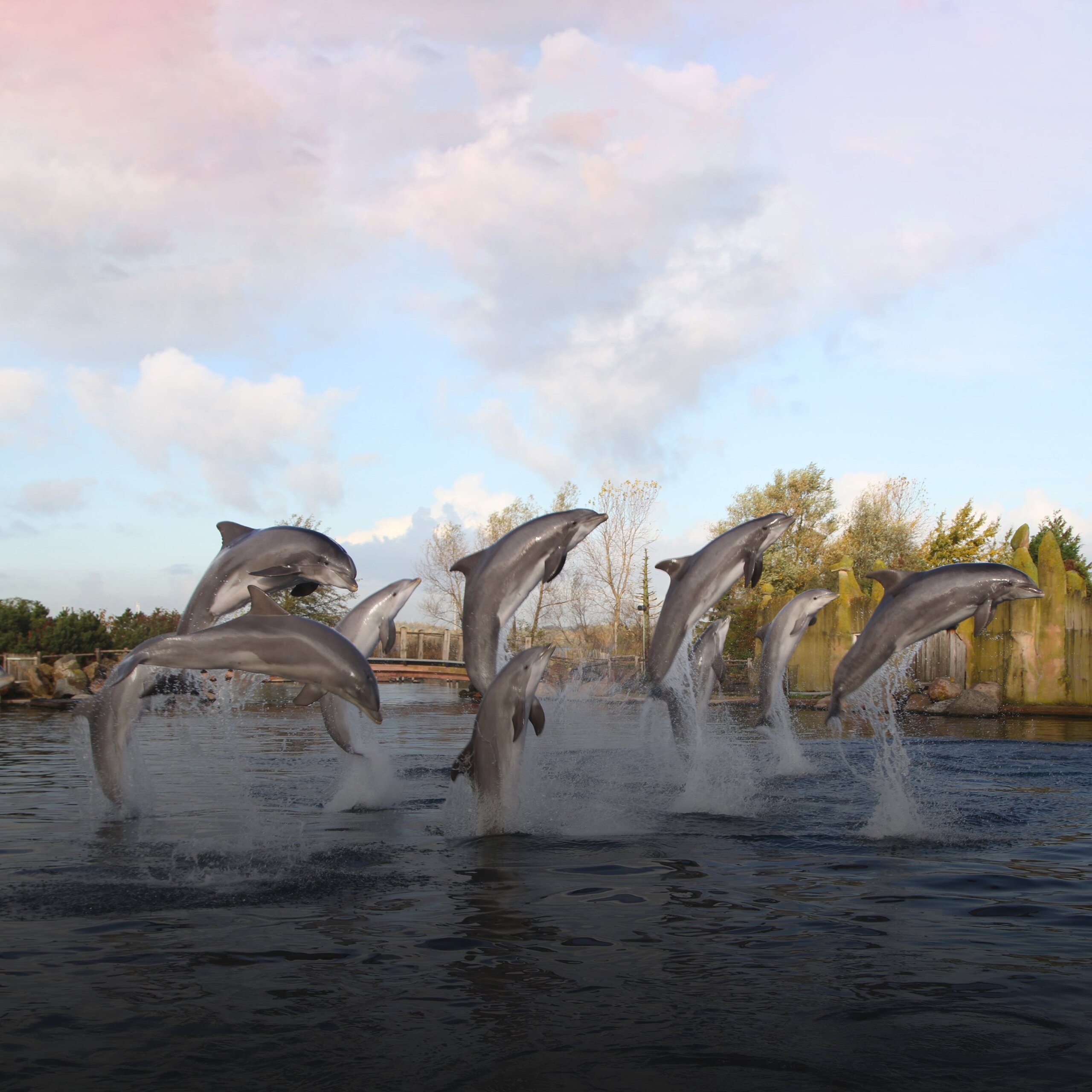 Tickets - Dolfinarium - Het grootste zeezoogdierenpark van Europa!