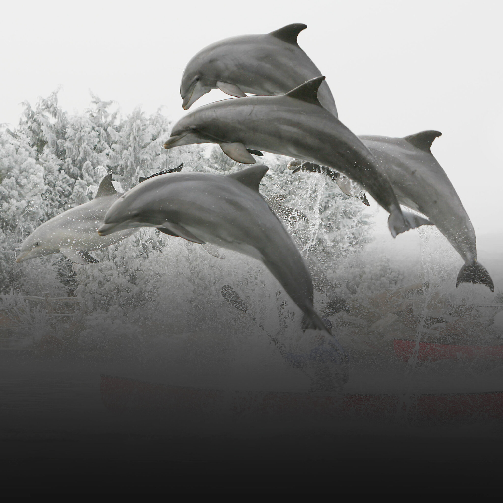 Dolfinarium - Het grootste zeezoogdierenpark van Europa!